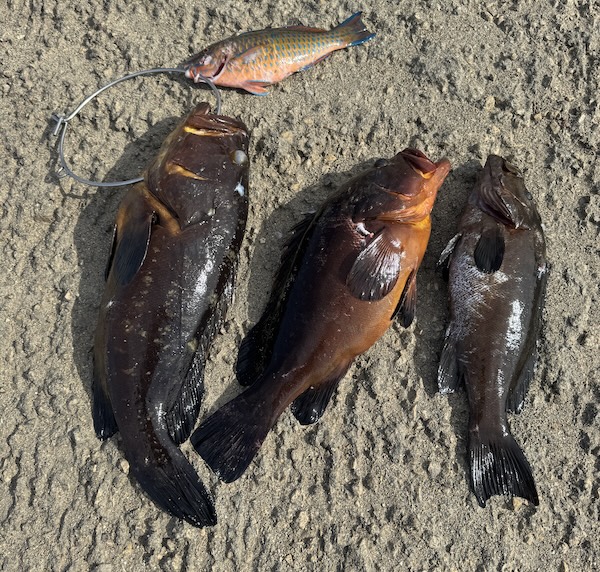 Why Do Catholics Eat Fish on Fridays? - NOVENA PRAYER